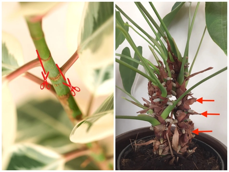 32+ Hacks and Tips To Improve Your Plants' Longevity - avocadoposts