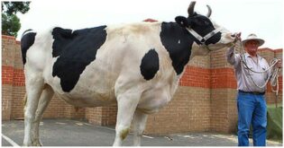 30+ Gigantic Animals You Won’t Believe Actually Exist