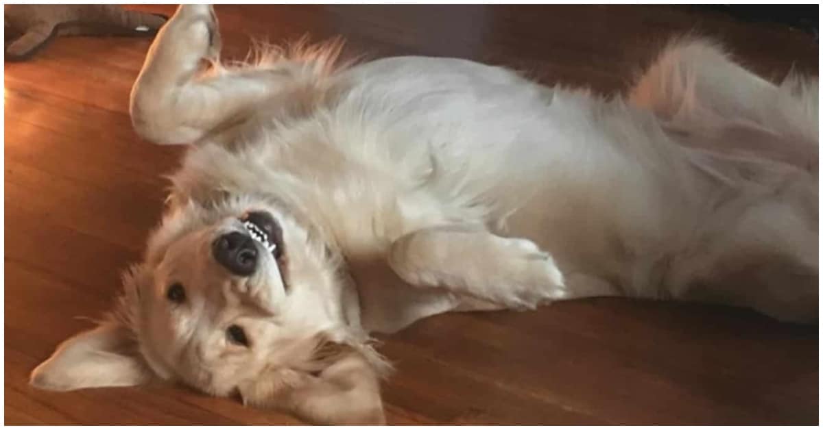 Decoding 34 Odd Dog Behaviors You’ve Always Wondered About