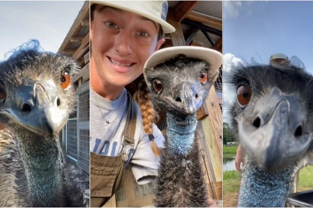 The Emu that got viral