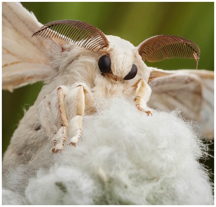 These 50 Impressive Animals Have the Most Bizarre Look on Planet