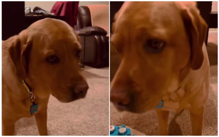 35+ Undiscovered Dog Wishes That Will Surprise Every Owner - avocadoposts