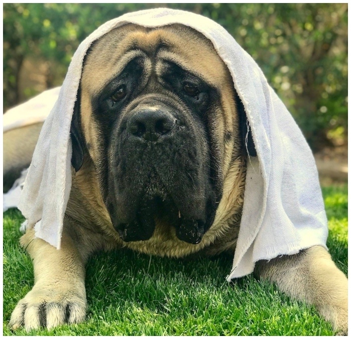 35+ Undiscovered Dog Wishes That Will Surprise Every Owner - avocadoposts