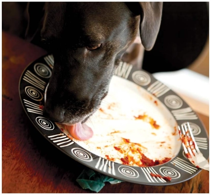 35+ Undiscovered Dog Wishes That Will Surprise Every Owner - avocadoposts