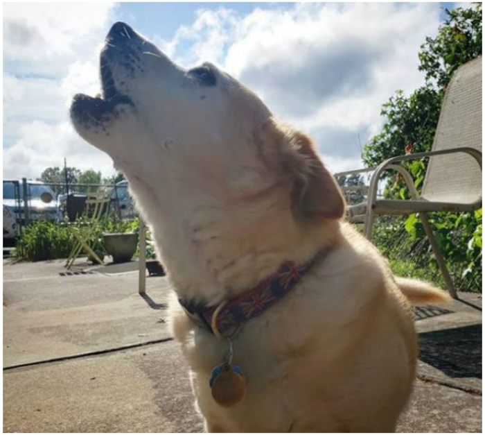 35+ Undiscovered Dog Wishes That Will Surprise Every Owner - avocadoposts