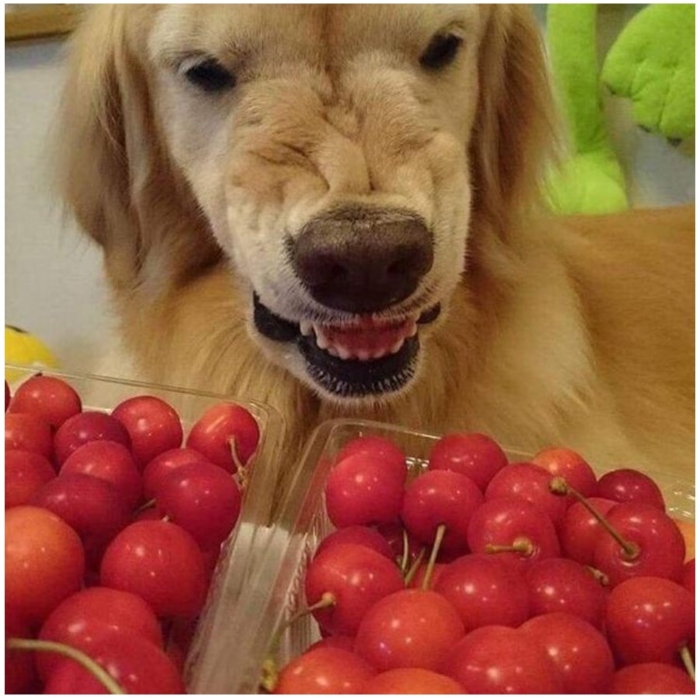 35+ Undiscovered Dog Wishes That Will Surprise Every Owner - avocadoposts