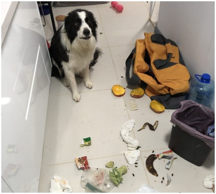 35+ Undiscovered Dog Wishes That Will Surprise Every Owner - avocadoposts