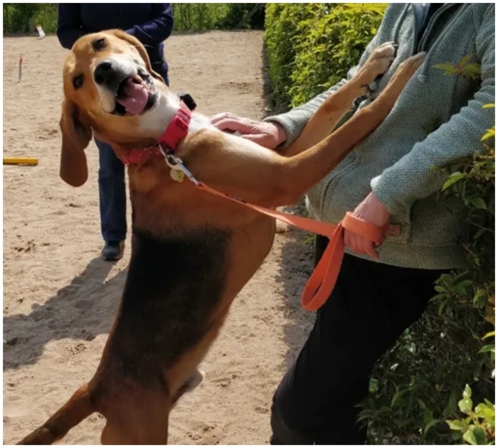 35+ Undiscovered Dog Wishes That Will Surprise Every Owner - avocadoposts