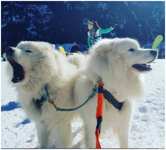 35+ Undiscovered Dog Wishes That Will Surprise Every Owner - avocadoposts