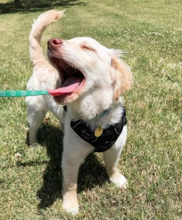 35+ Undiscovered Dog Wishes That Will Surprise Every Owner - avocadoposts