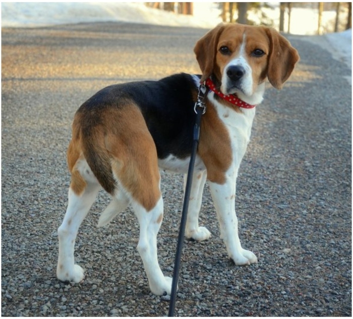 35+ Undiscovered Dog Wishes That Will Surprise Every Owner - avocadoposts