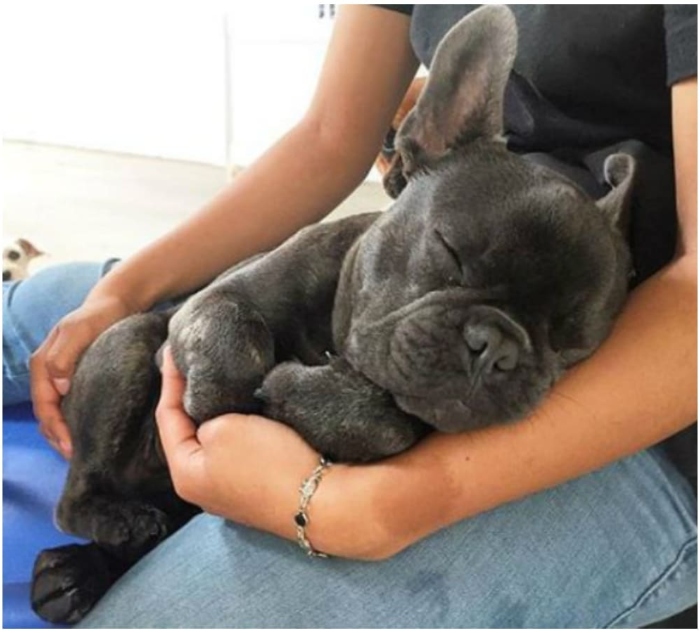 35+ Undiscovered Dog Wishes That Will Surprise Every Owner - avocadoposts