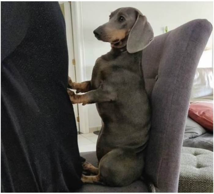 35+ Undiscovered Dog Wishes That Will Surprise Every Owner - avocadoposts