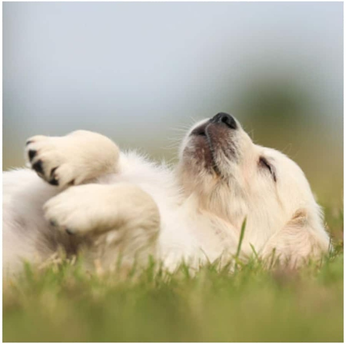 35+ Undiscovered Dog Wishes That Will Surprise Every Owner - avocadoposts