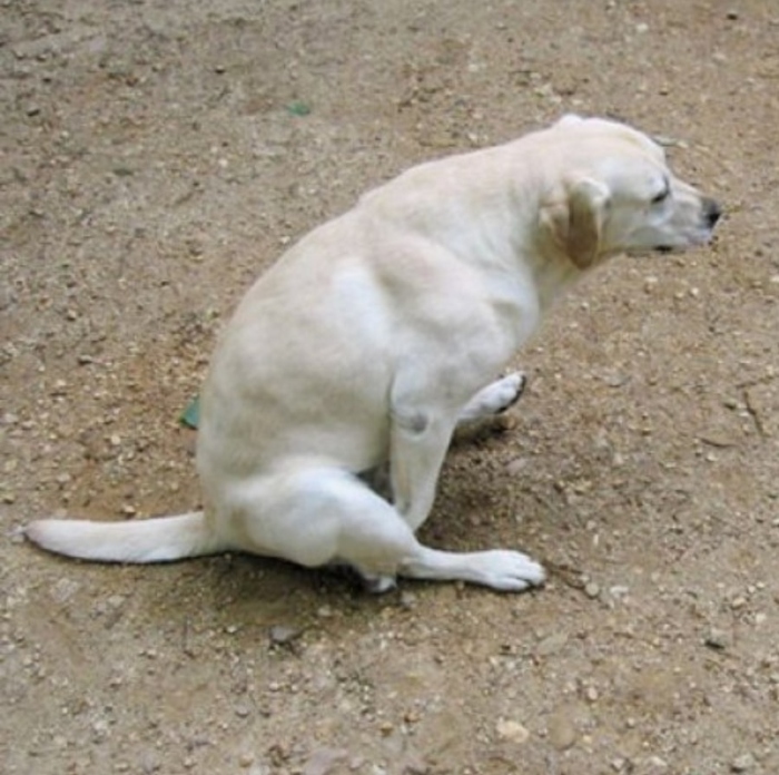 35+ Undiscovered Dog Wishes That Will Surprise Every Owner - avocadoposts