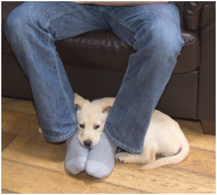 35+ Undiscovered Dog Wishes That Will Surprise Every Owner - avocadoposts