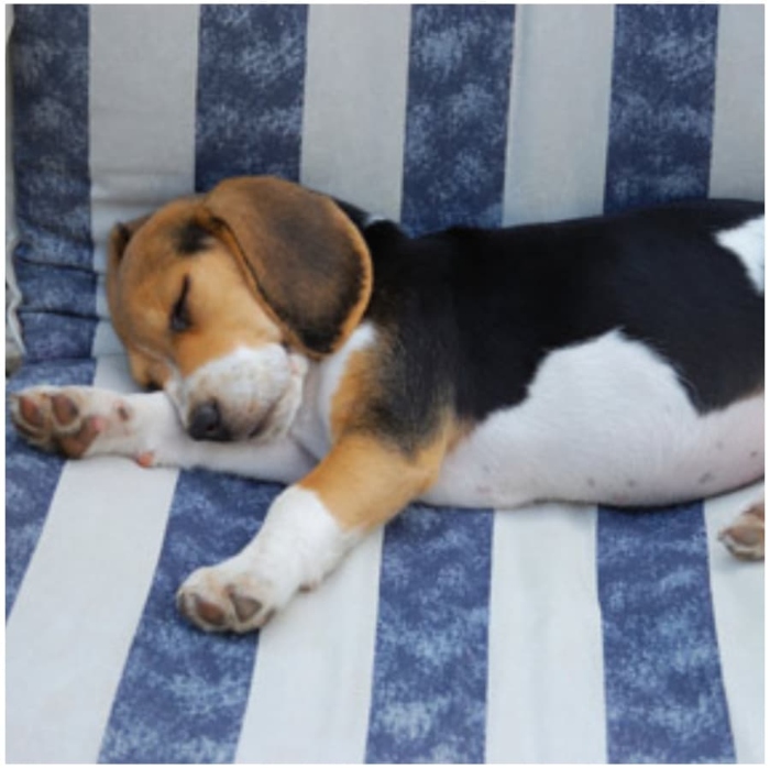 35+ Undiscovered Dog Wishes That Will Surprise Every Owner - avocadoposts