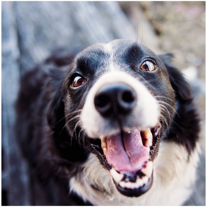 35+ Undiscovered Dog Wishes That Will Surprise Every Owner - avocadoposts