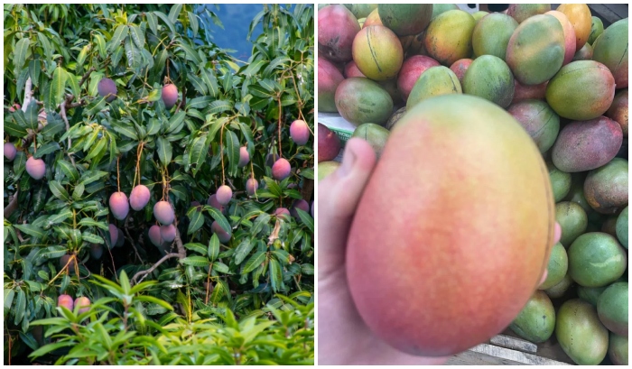 Discovering How 40+ Beloved Foods Transform from Plant to Plate ...