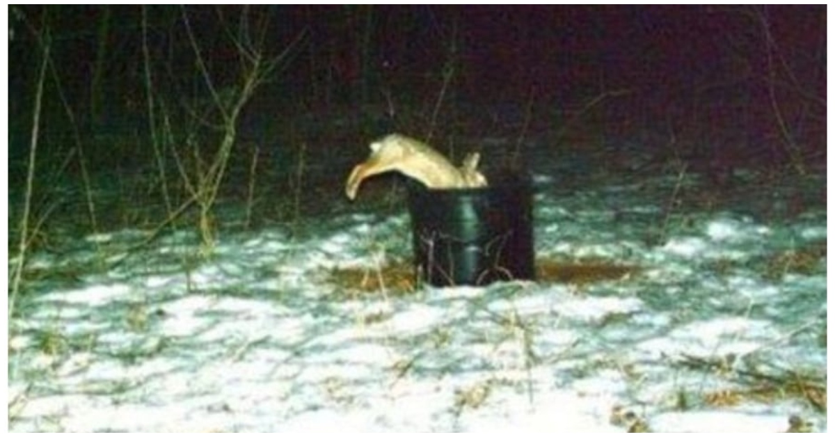 The Wildest Things To Ever Be Caught On Trail Cam