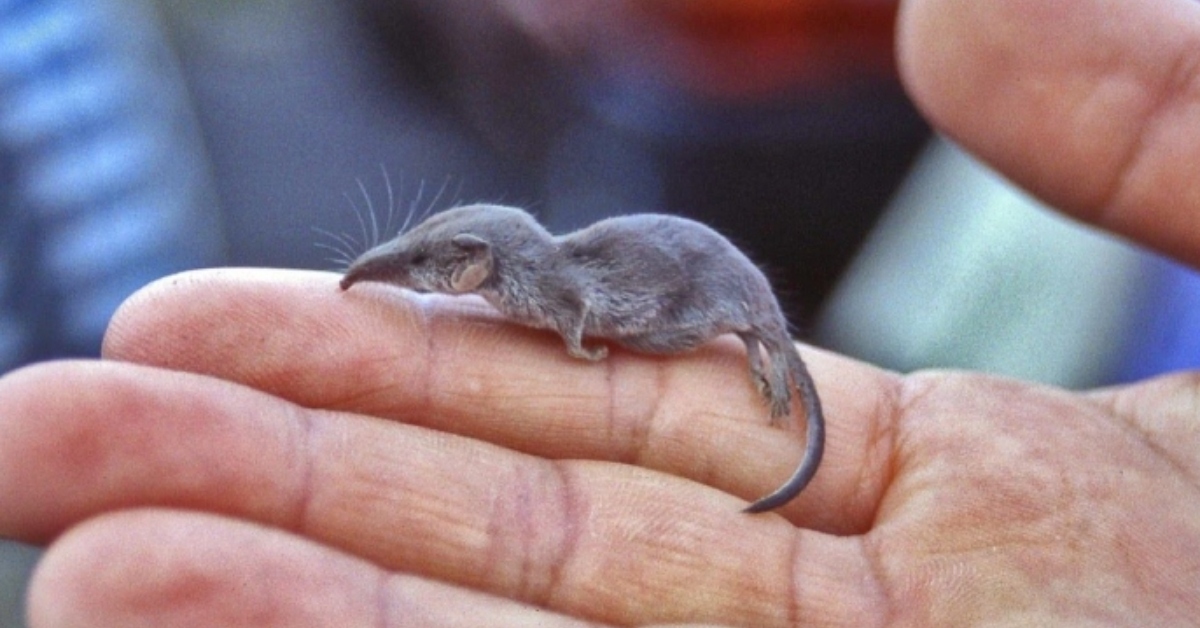 30 Incredibly Smallest Animals In The World That Known To Mankind