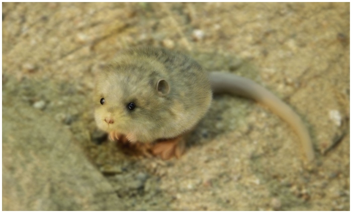 30 Incredibly Smallest Animals In The World That Known To Mankind ...