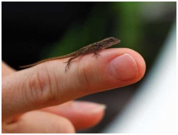 30 Incredibly Smallest Animals In The World That Known To Mankind ...