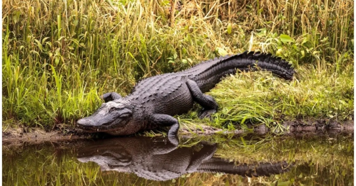 Nature’s Most Savage: 34 Deadliest Creatures of Earth Ranked