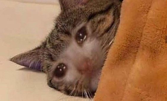 27 Weird Cat Behaviors Explained Simply - avocadoposts