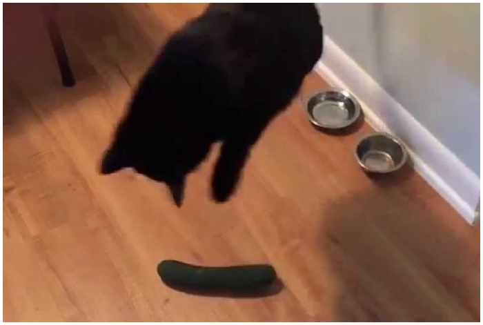 Explaining 25 Cat Behaviors and What Each of Them Means - Worldlyhistory