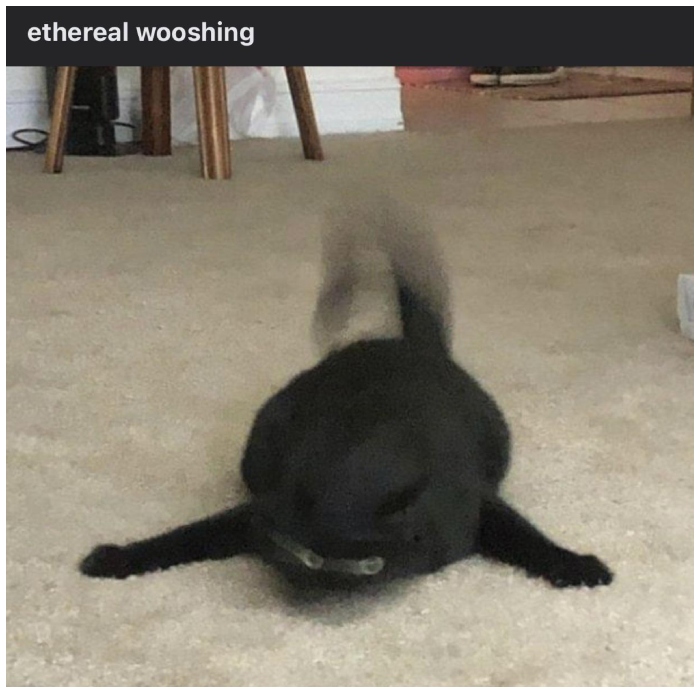 27 Weird Cat Behaviors Explained Simply - avocadoposts