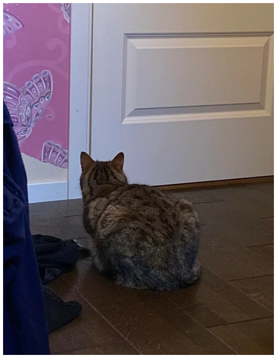 Explaining 25 Cat Behaviors and What Each of Them Means