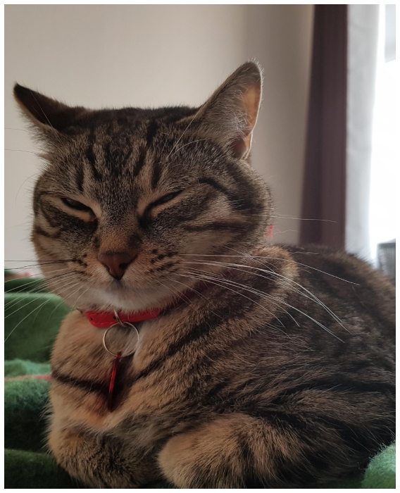 Explaining 25 Cat Behaviors and What Each of Them Means - Worldlyhistory