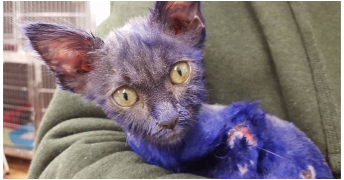 Le guide du propriétaire de chat : 30+ erreurs courantes à éviter