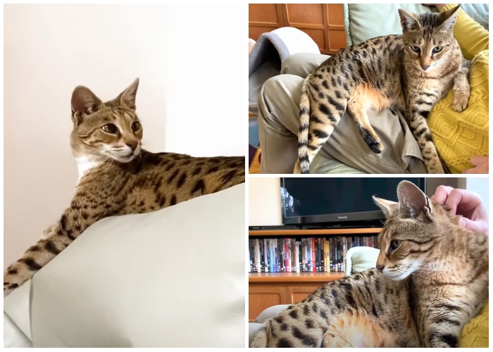 The World's 30 Most Expensive Cats Breeds - avocadoposts