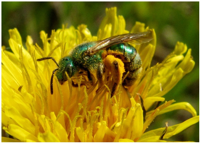 43 Insect Stings Ranked: From Mild 'Spicy' to Wicked 'Satanic' Pain ...