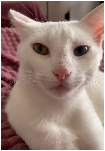 The World's 30 Most Expensive Cats Breeds - avocadoposts