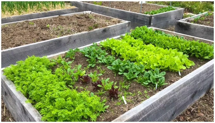 35 Tips, Hacks and DIYs For a Thriving Vegetable Garden, Whether You're ...