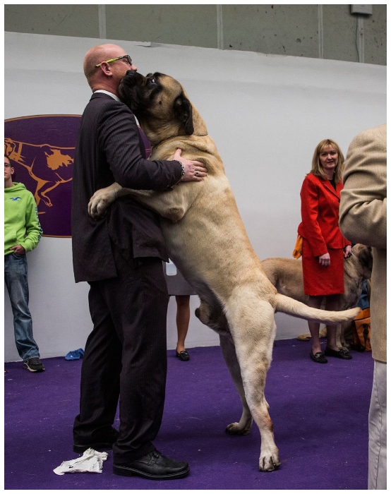 21+ Low Intelligence Dog Breeds – But Not As Dumb As You Think