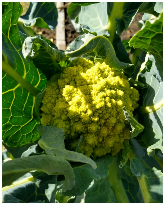 21+ Most Weird Plants That You Can Surprisingly Buy and Grow at Home ...