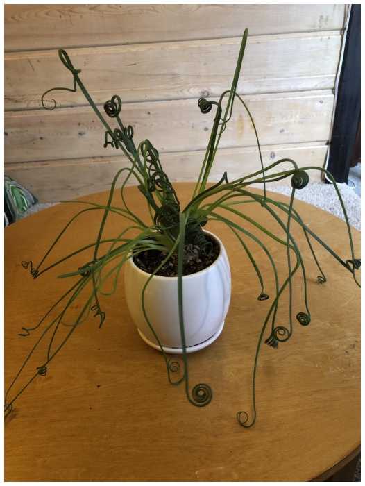 21+ Most Weird Plants That You Can Surprisingly Buy and Grow at Home ...