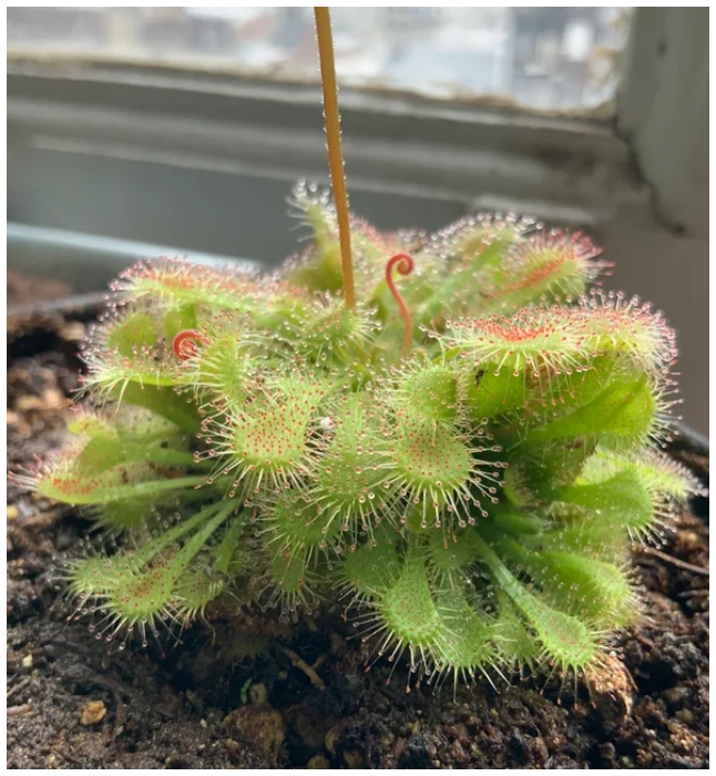 21+ Most Weird Plants That You Can Surprisingly Buy and Grow at Home ...