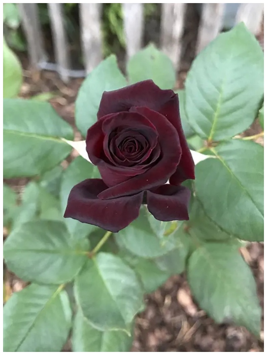 21+ Most Weird Plants That You Can Surprisingly Buy and Grow at Home ...