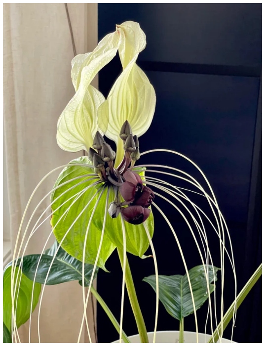 21+ Most Weird Plants That You Can Surprisingly Buy and Grow at Home ...