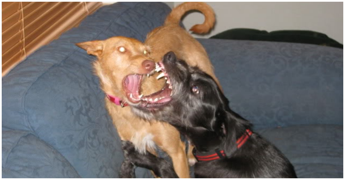 30 Problematic Dog Behaviors — and How to Treat Them