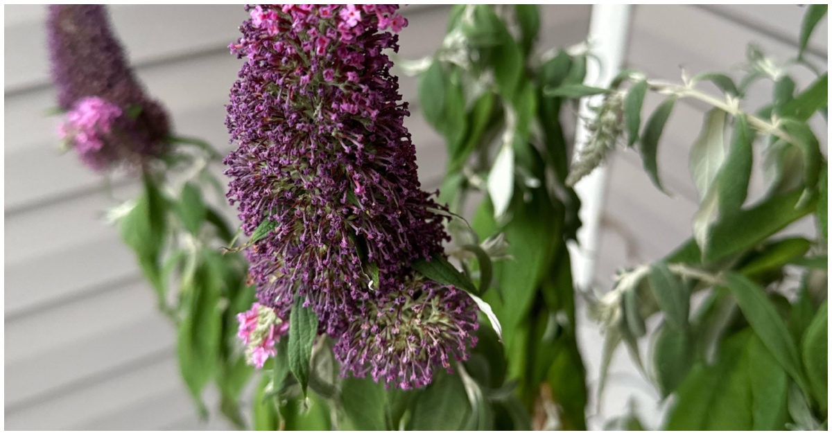 Top 40 Worst Plants That Will Ruin Your Home Garden